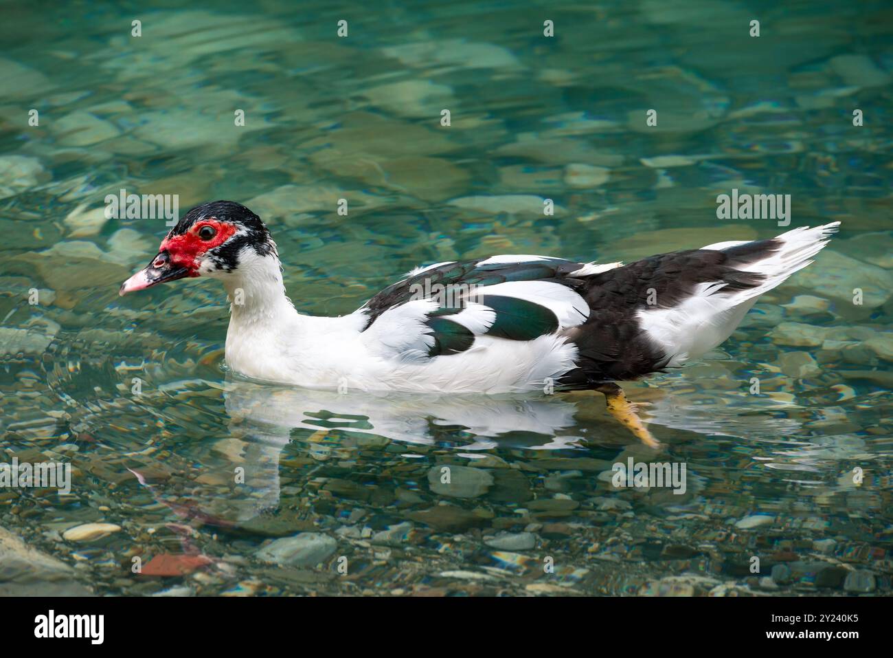 The domestic muscovy duck as Barbary ducks or moschata swimming in a ...