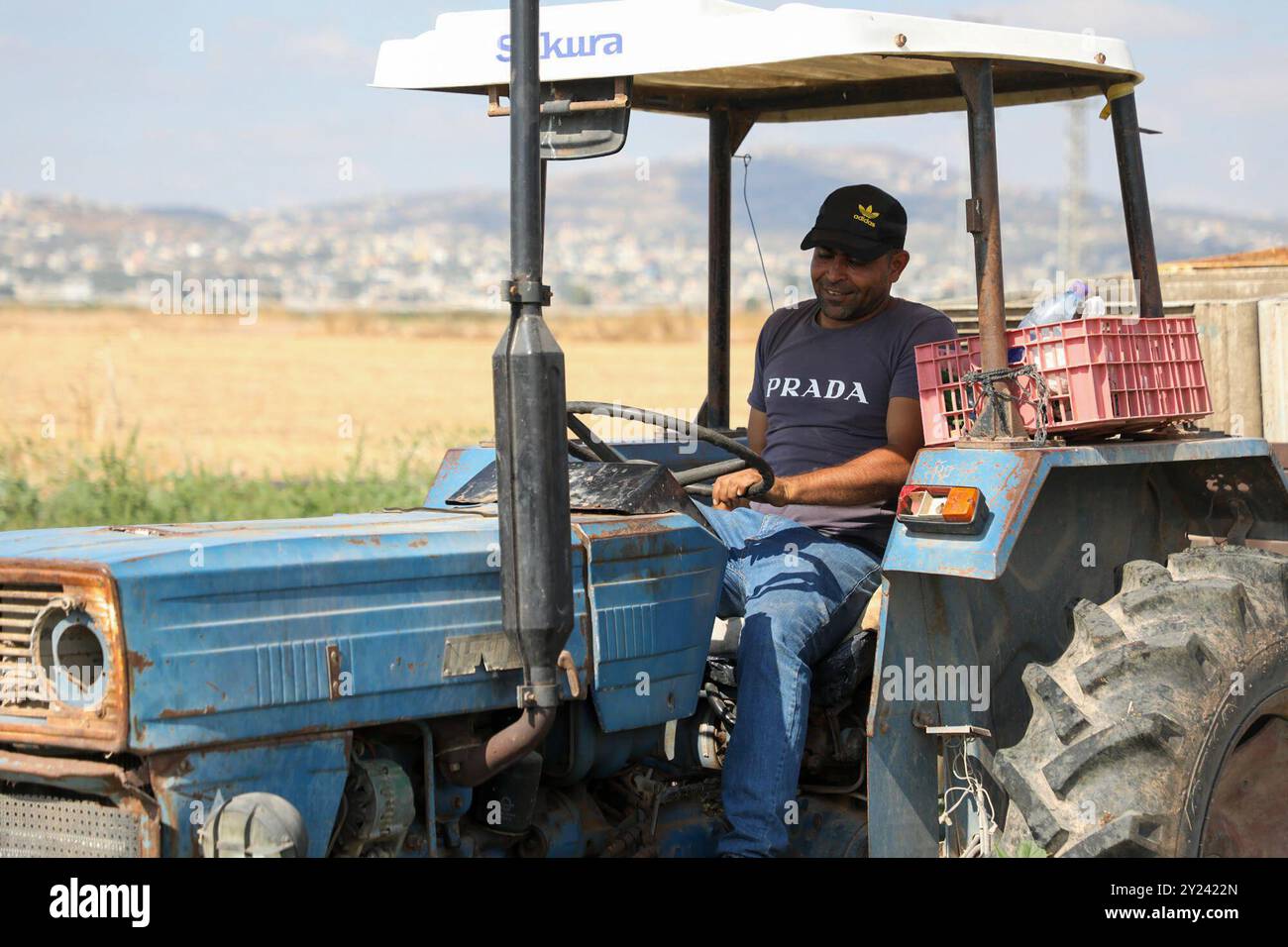 Jenin, West Bank, Palestine. 20 June 2021. Palestinian farmers pick ...
