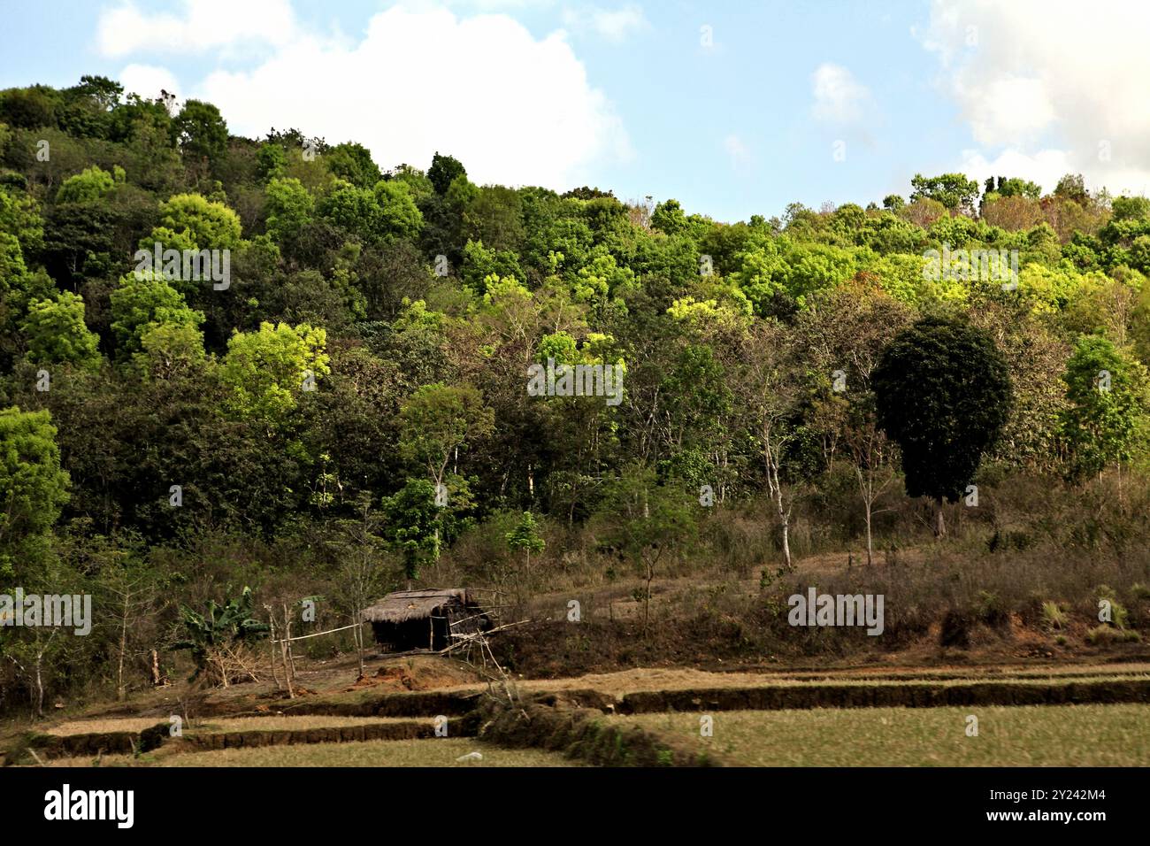 A hut between agricultural terrace and forest on the outskirts of ...