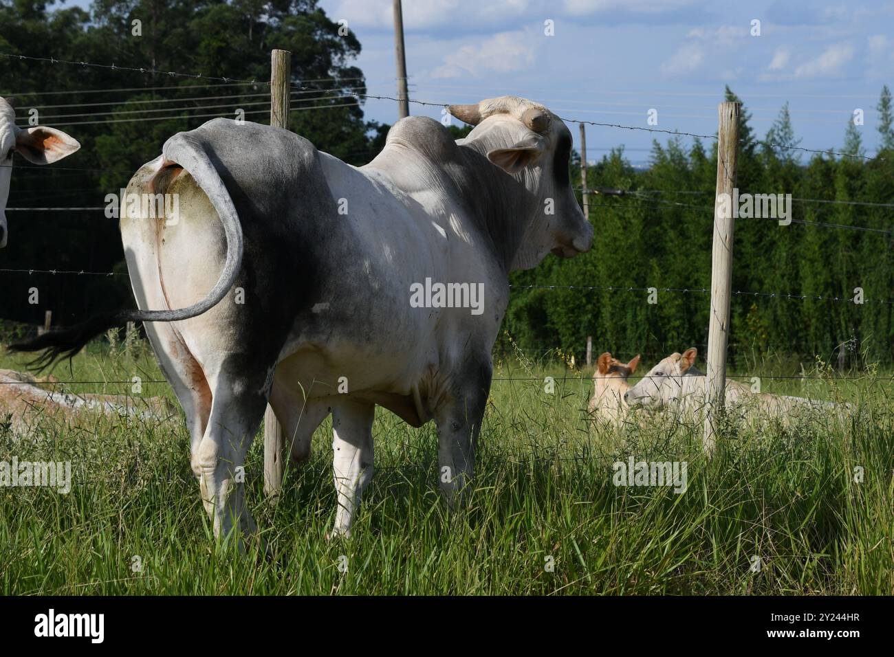 Brazilian Nelore cow ox grazing Stock Photo - Alamy
