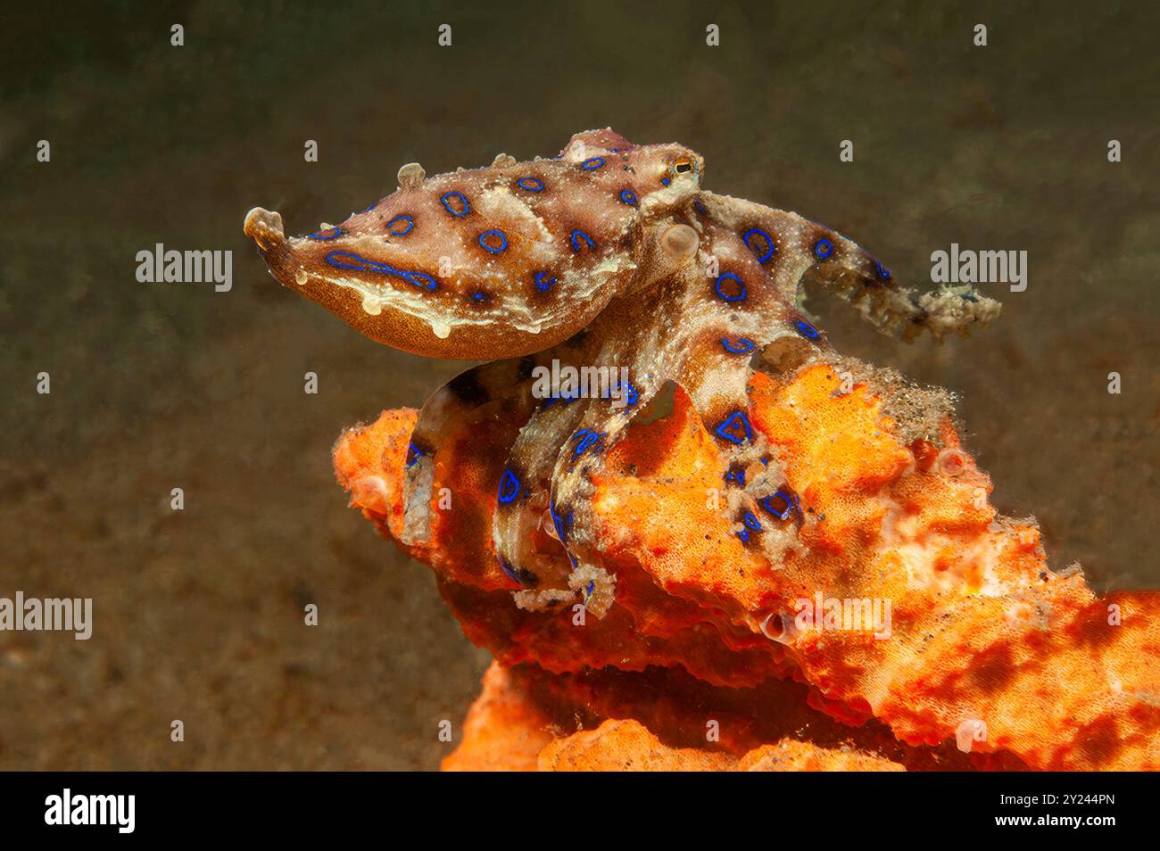 Blue ringed octopus flashing its blue rings Stock Photo - Alamy