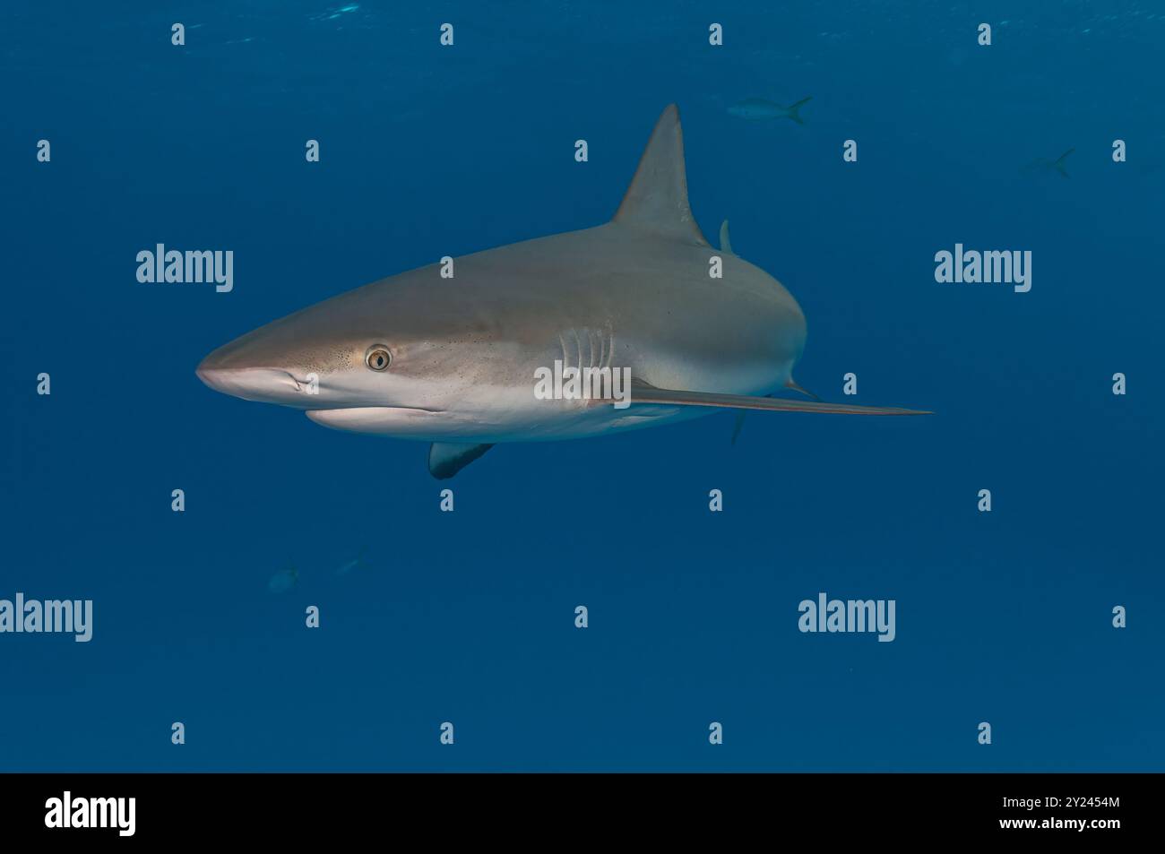 Single Caribbean reef shark swims close Stock Photo - Alamy