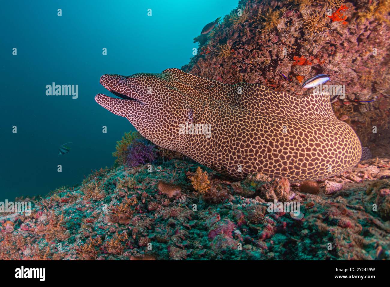 Large mature honeycomb moray eel resting on the edge of the reef ...