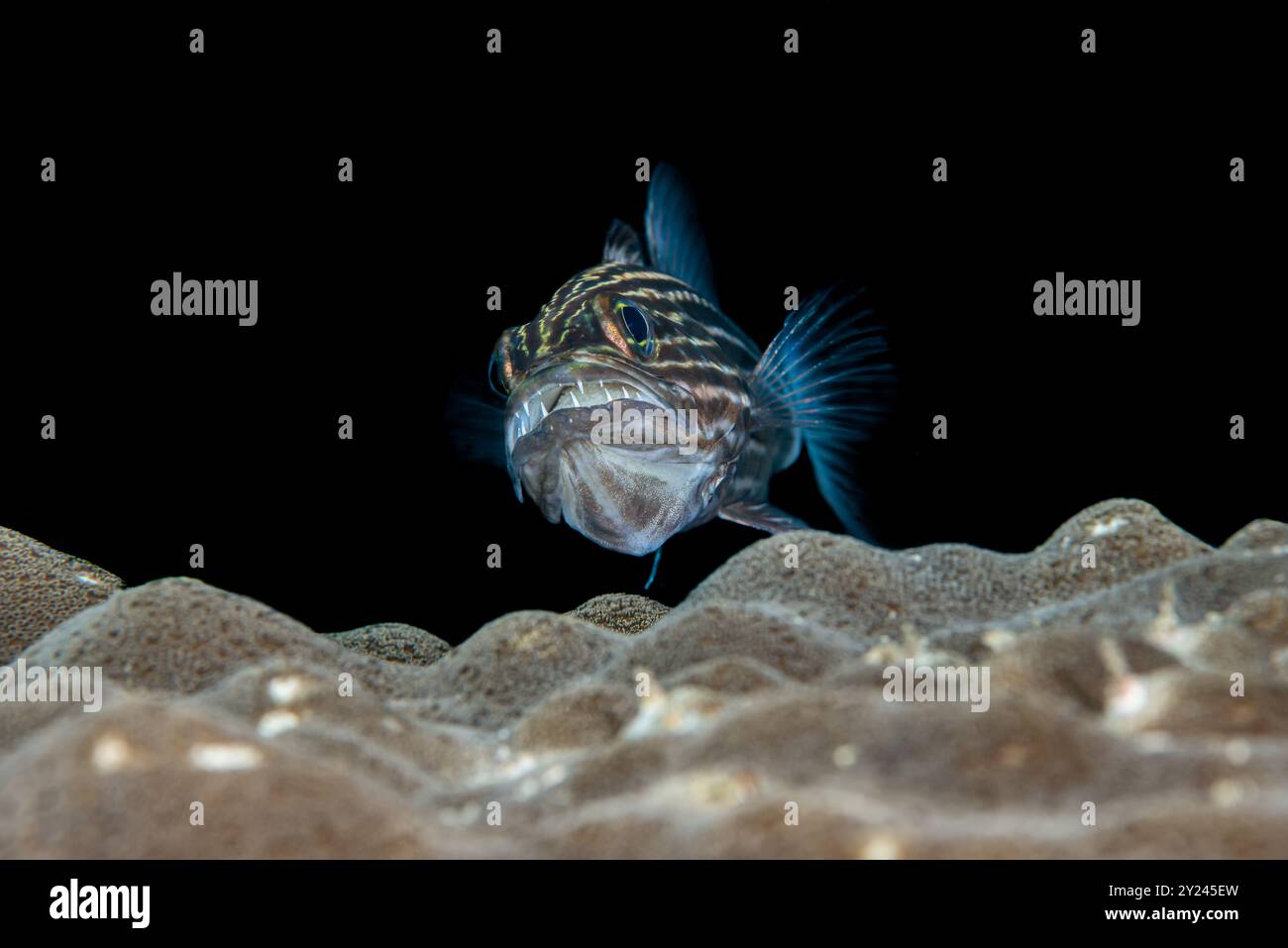 Large-toothed cardinalfish male, with eggs in mouth hovering over coral ...