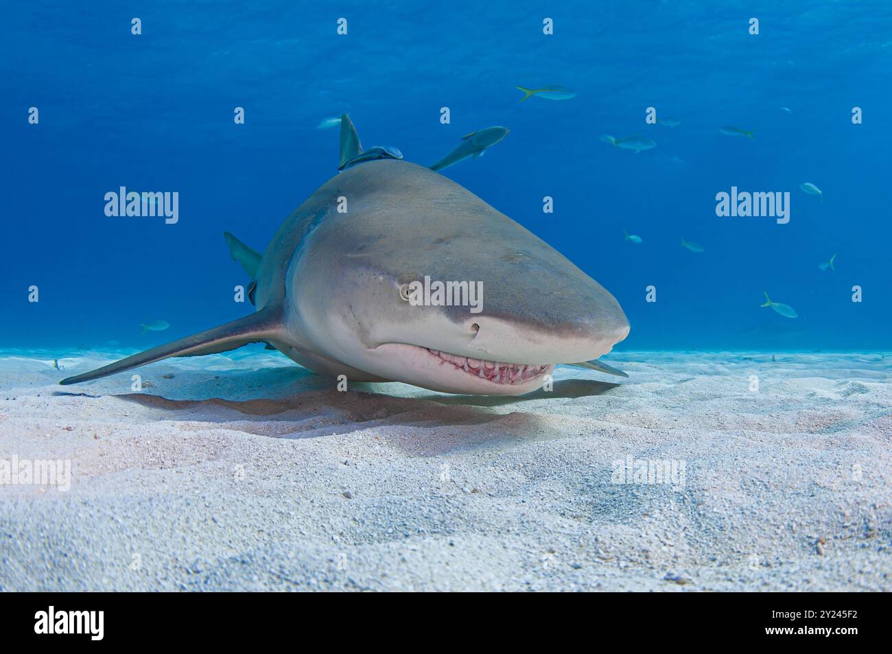 Lemon shark swimming just above sandy seabed Stock Photo - Alamy