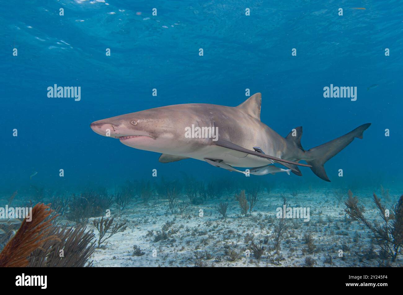 Lemon shark swimming just above sandy seabed Stock Photo - Alamy