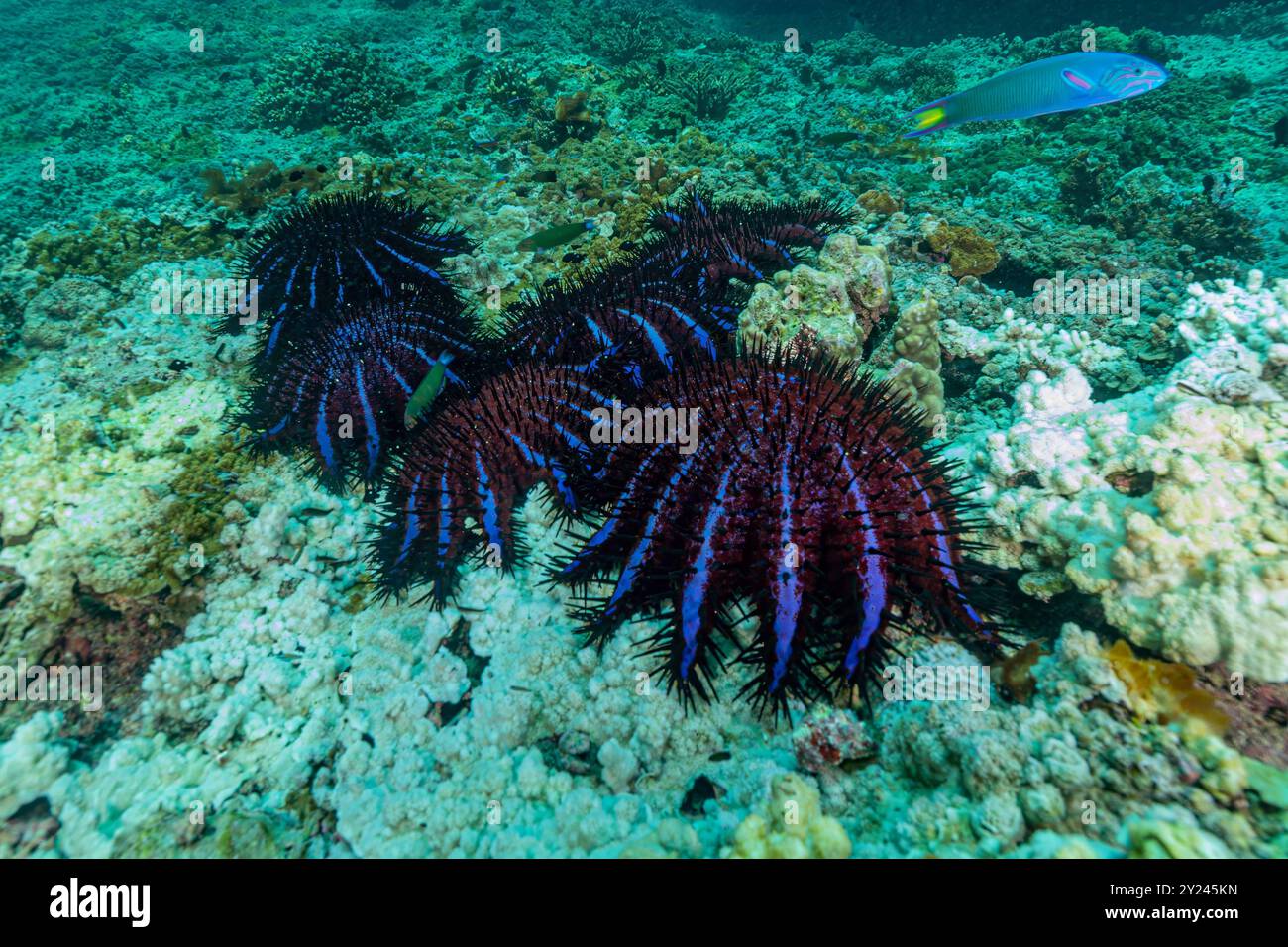 Crown of thorns starfish Stock Photo - Alamy