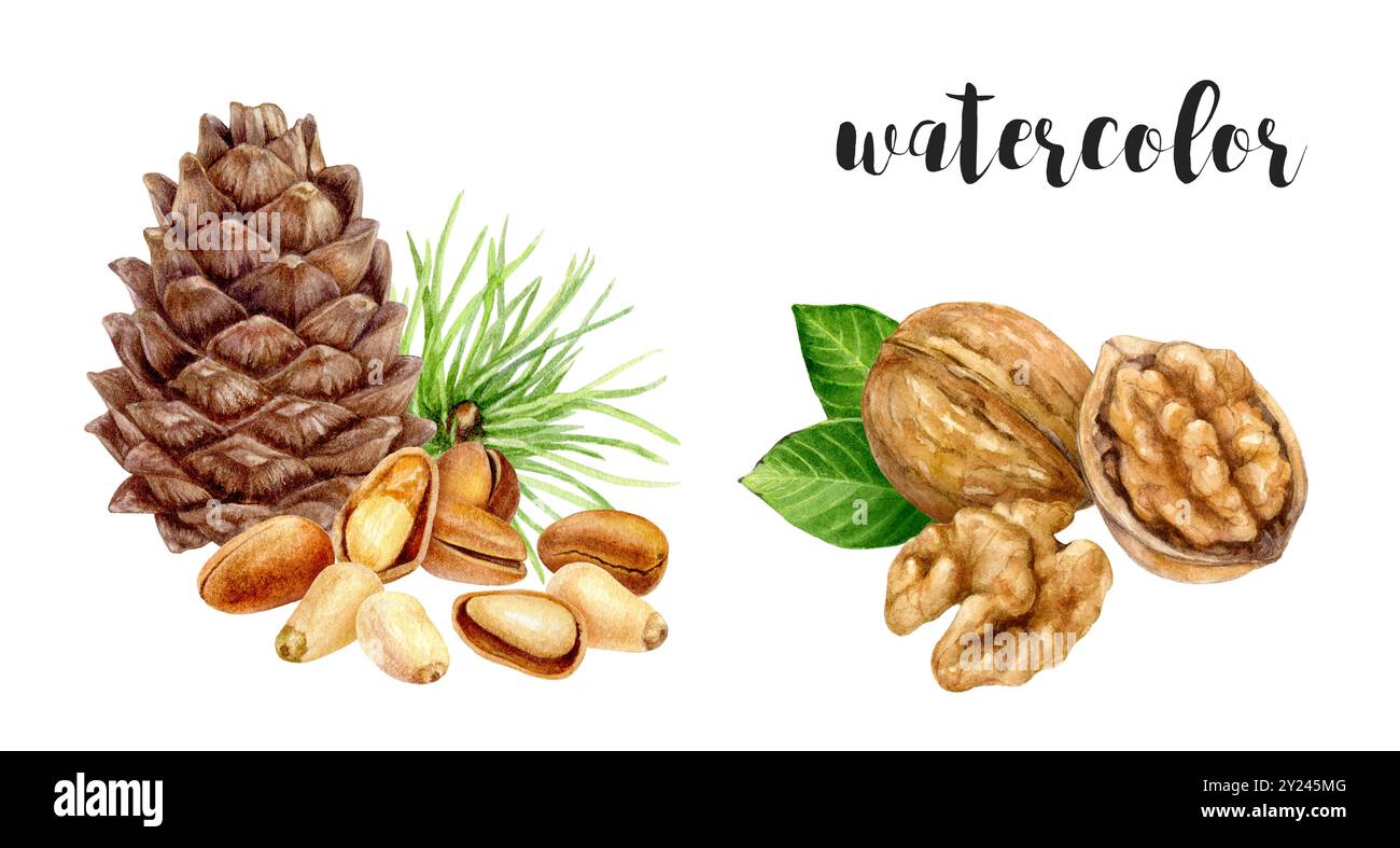 Hand-Painted Watercolor Pine Cone with Pine Nuts and Walnut Botanical ...
