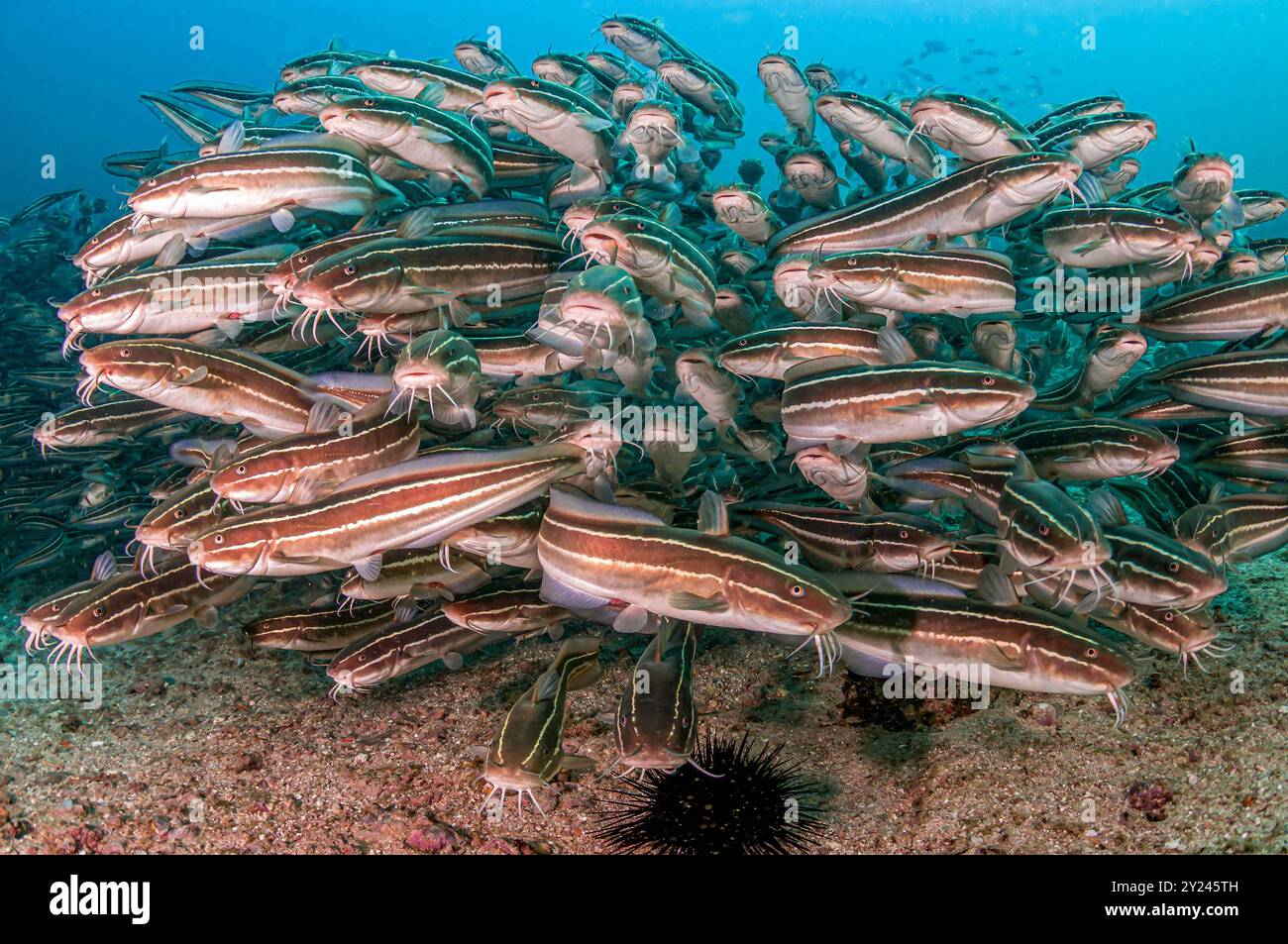 Schooling striped eel catfish juveniles Stock Photo - Alamy