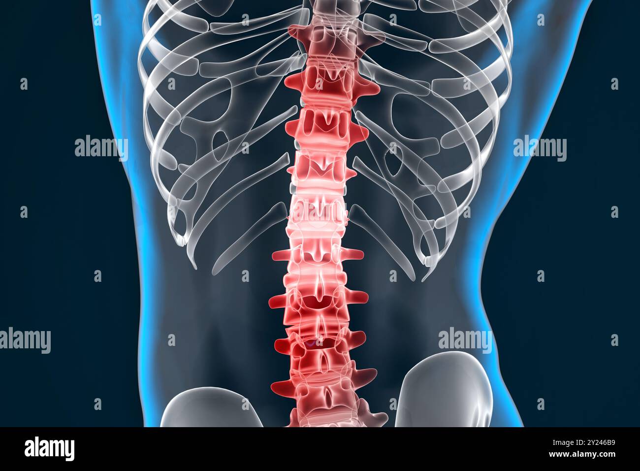 Highlighted human spine. 3D illustration Stock Photo - Alamy