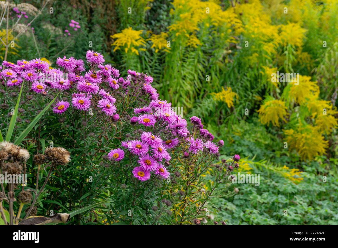 Colourful flower border in September in the Walled Garden, Delapre ...