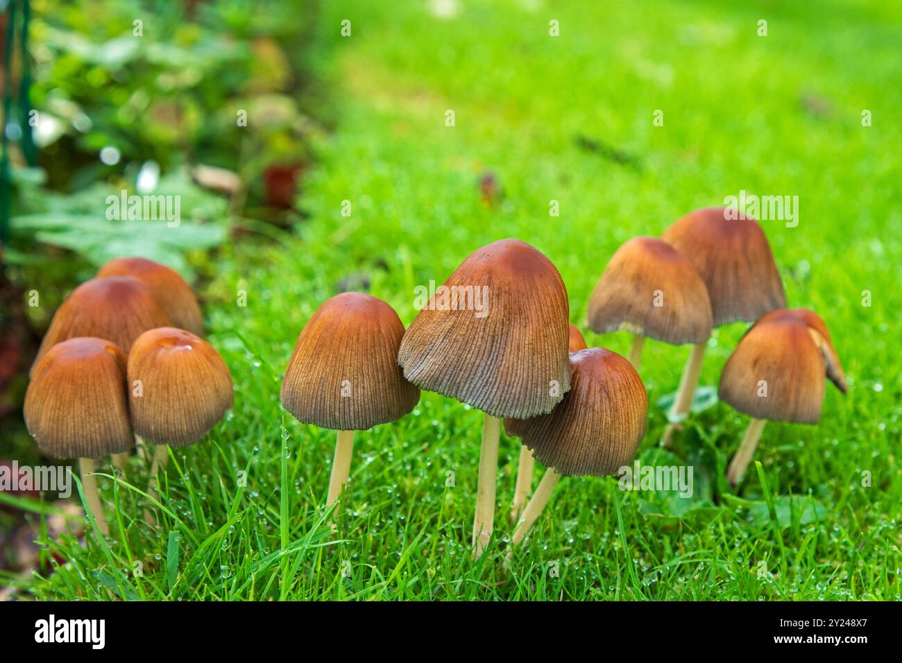 Edinburgh, Scotland, UK. 9 September 2024. Fungi appears to be enjoying ...