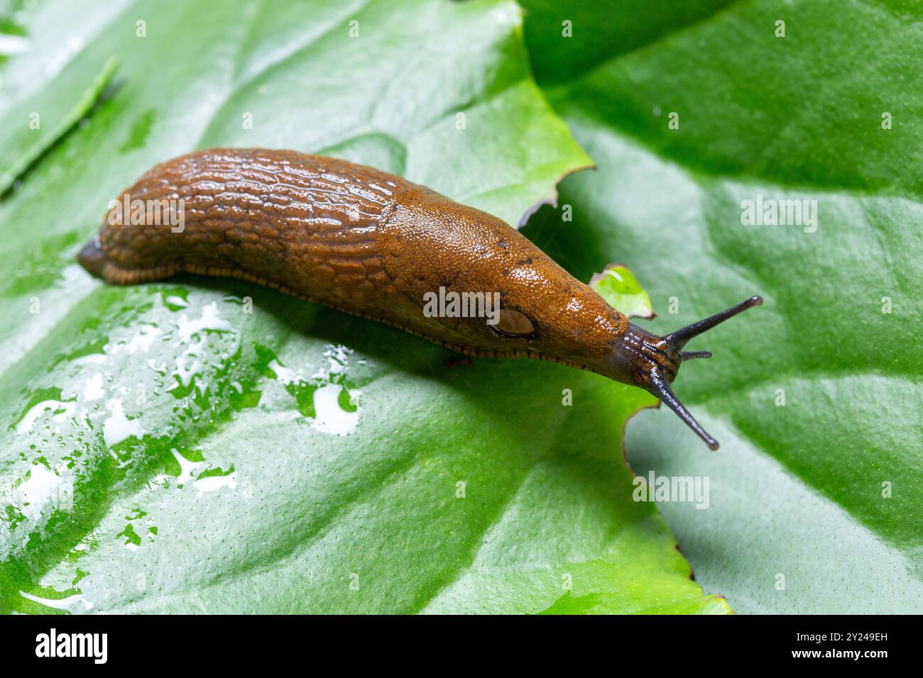 Garden slug on a green leaf Stock Photo - Alamy