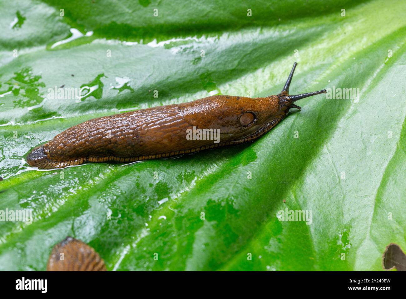 Garden slug on a green leaf Stock Photo - Alamy