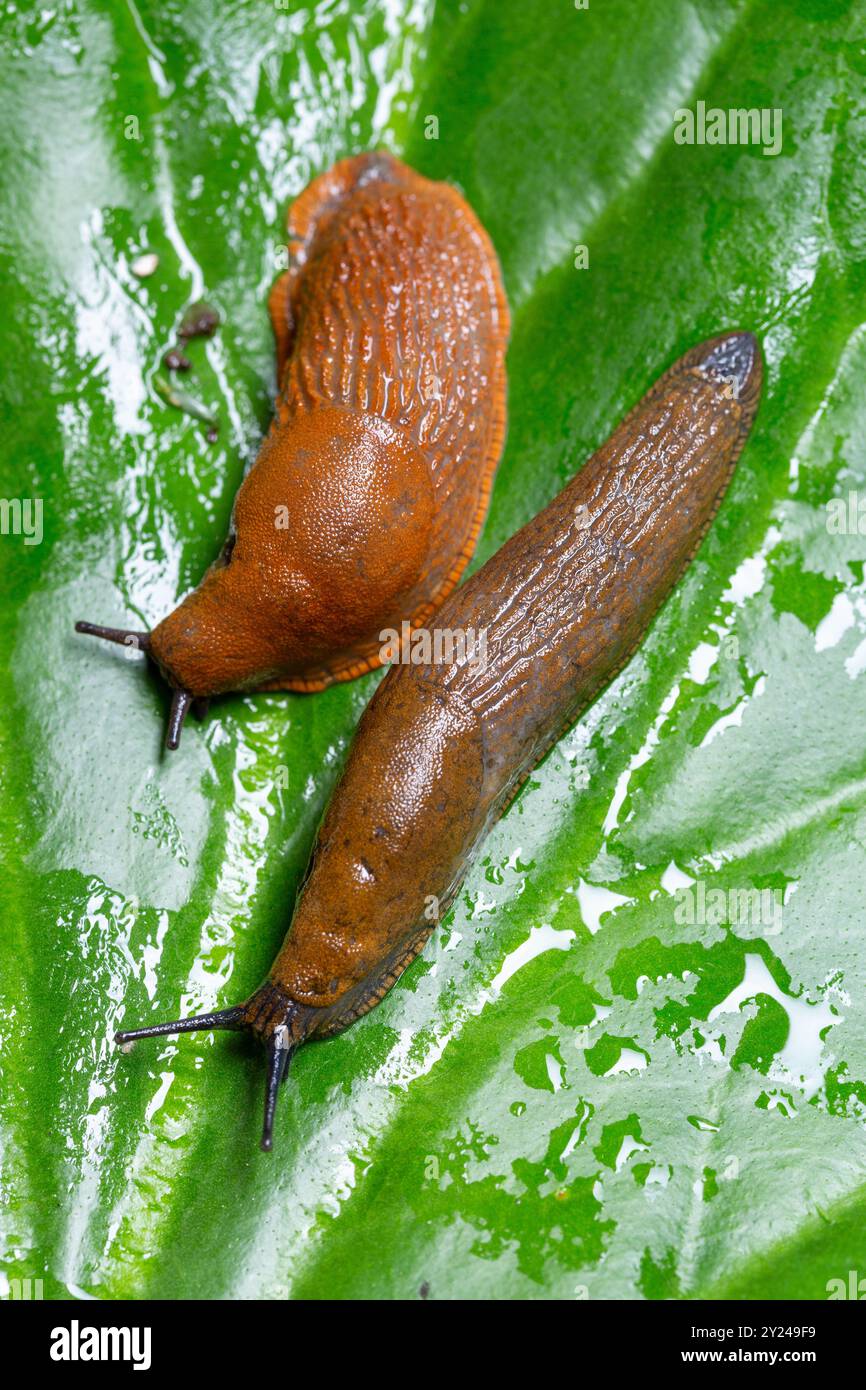 Garden slug on a green leaf Stock Photo - Alamy