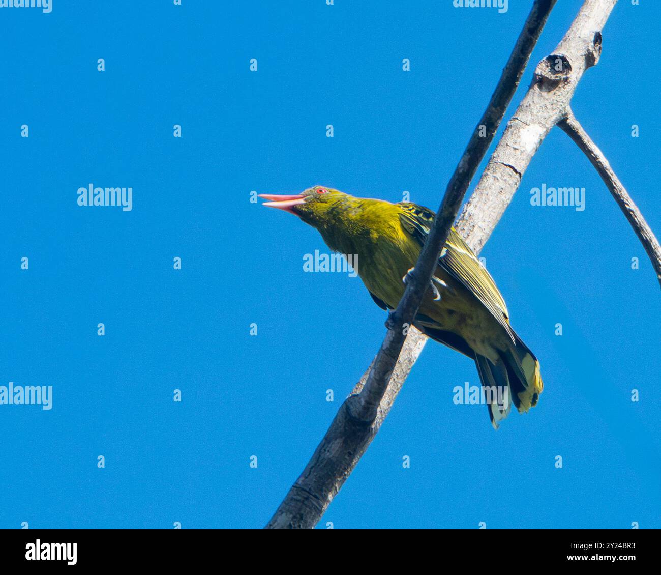 Green Oriole (Oriolus flavocinctus) calling perched on a branch ...