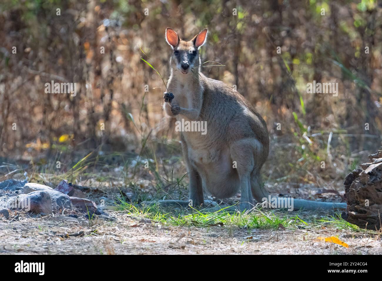 Agile Wallaby (Macropus agilis) munching on grass, Rinyirru, Lakefield ...