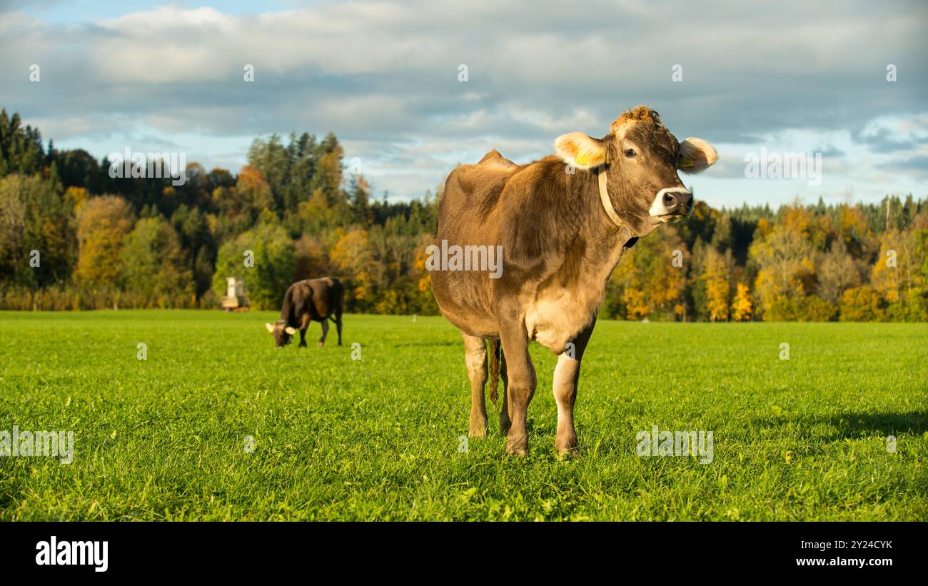 Leutkirch im Allgäu with church, landscape, cows, wide view Stock Photo ...