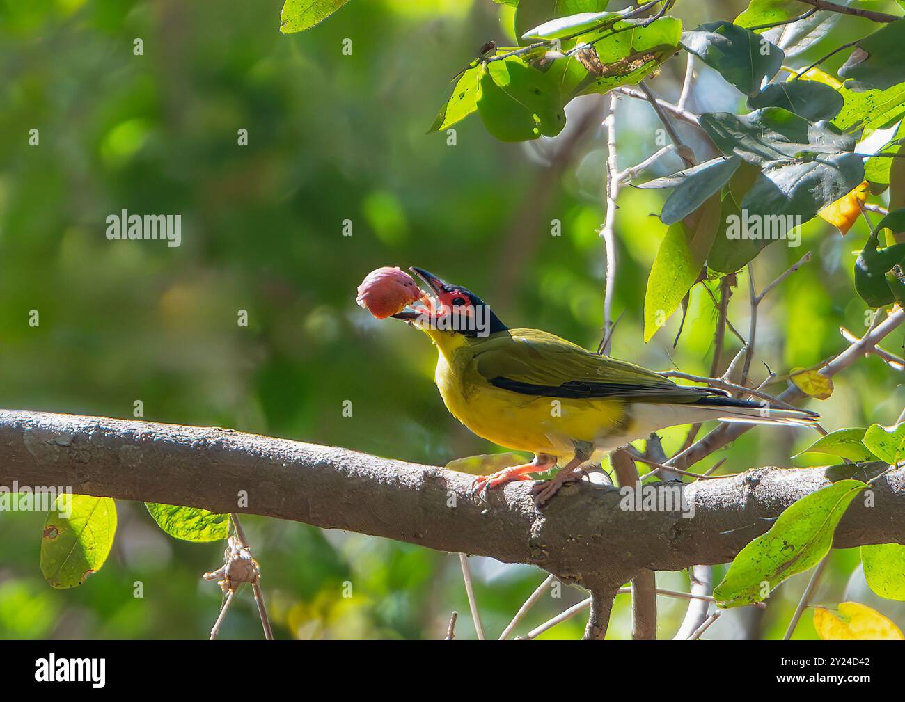 Australasian Figbird (Sphecotheres vieilloti) feeding on a fig ...