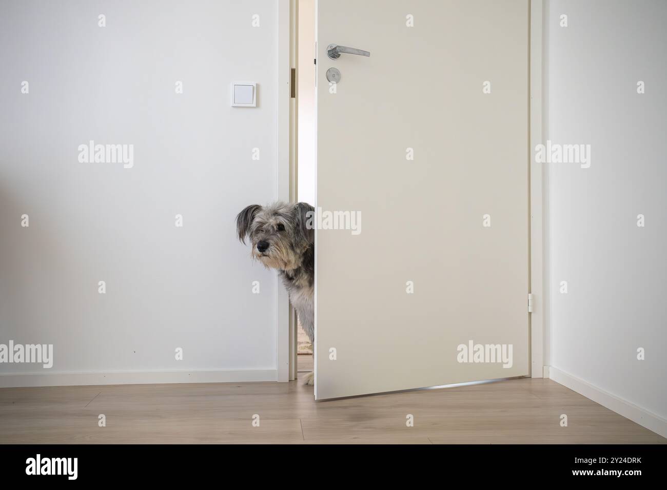 dog no breed looking through door into room Stock Photo - Alamy