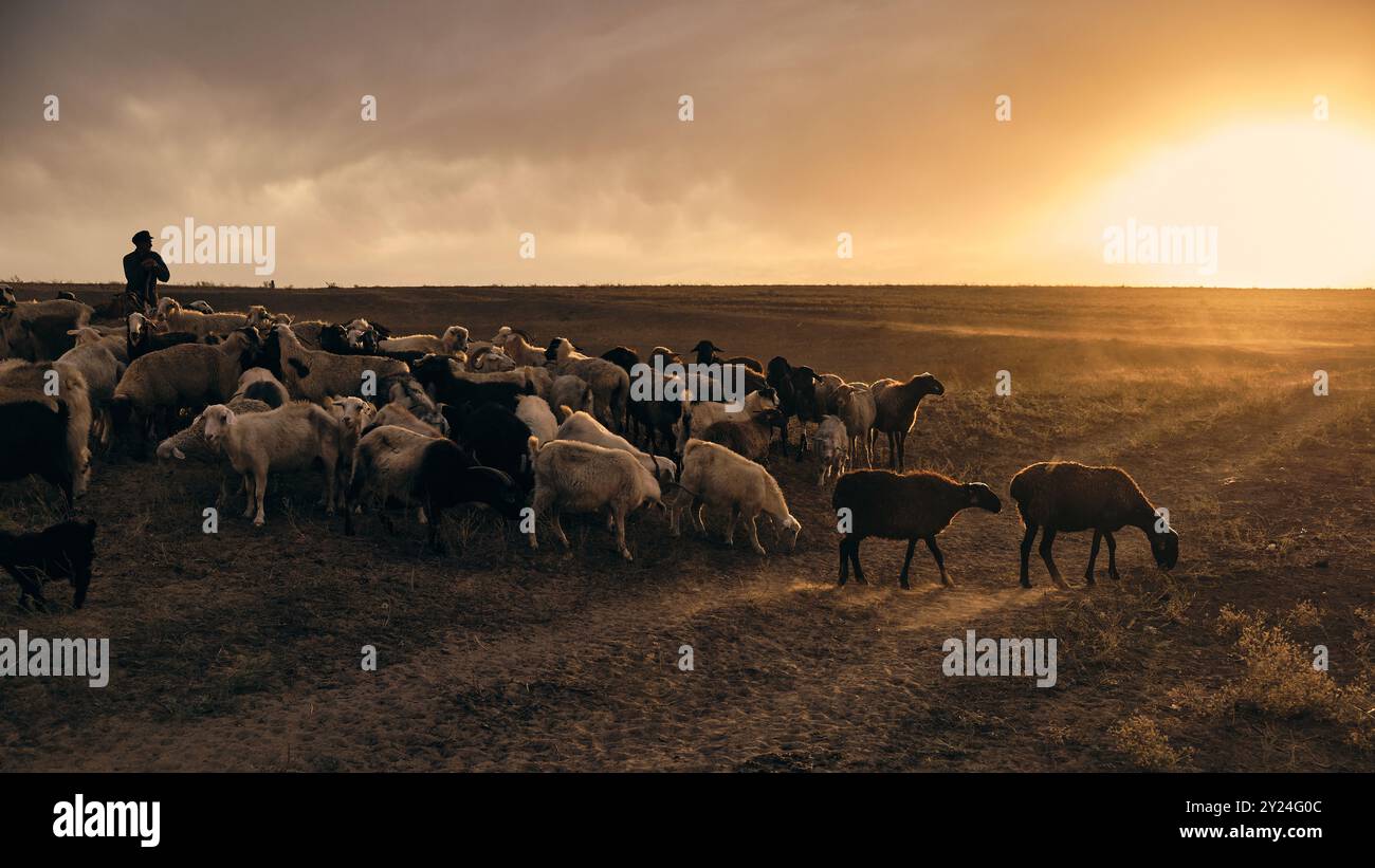A shepherd young man with a stick, shepherds sheep and rams in t Stock ...