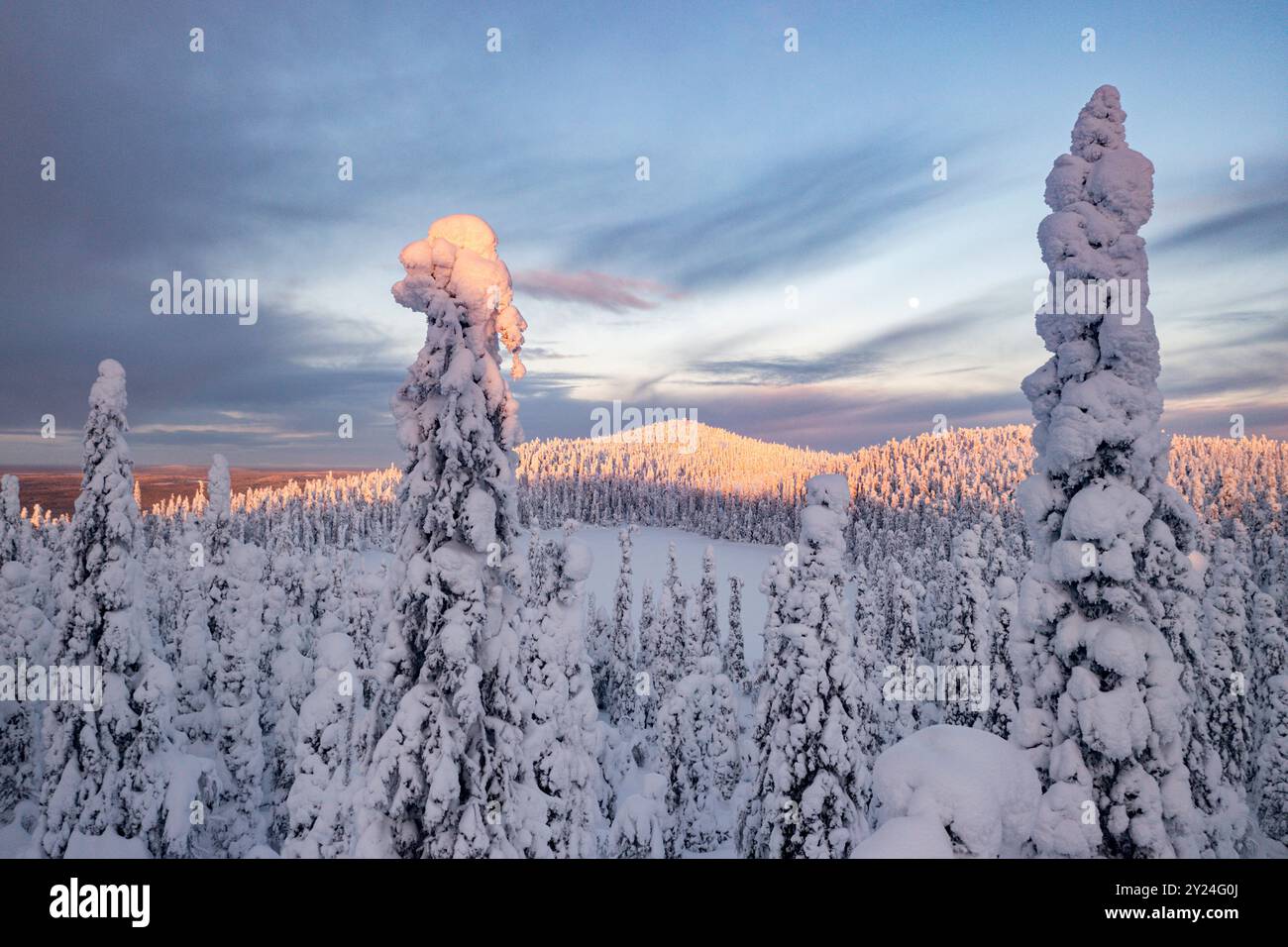 Frozen trees in the boreal forest covered with snow Stock Photo - Alamy