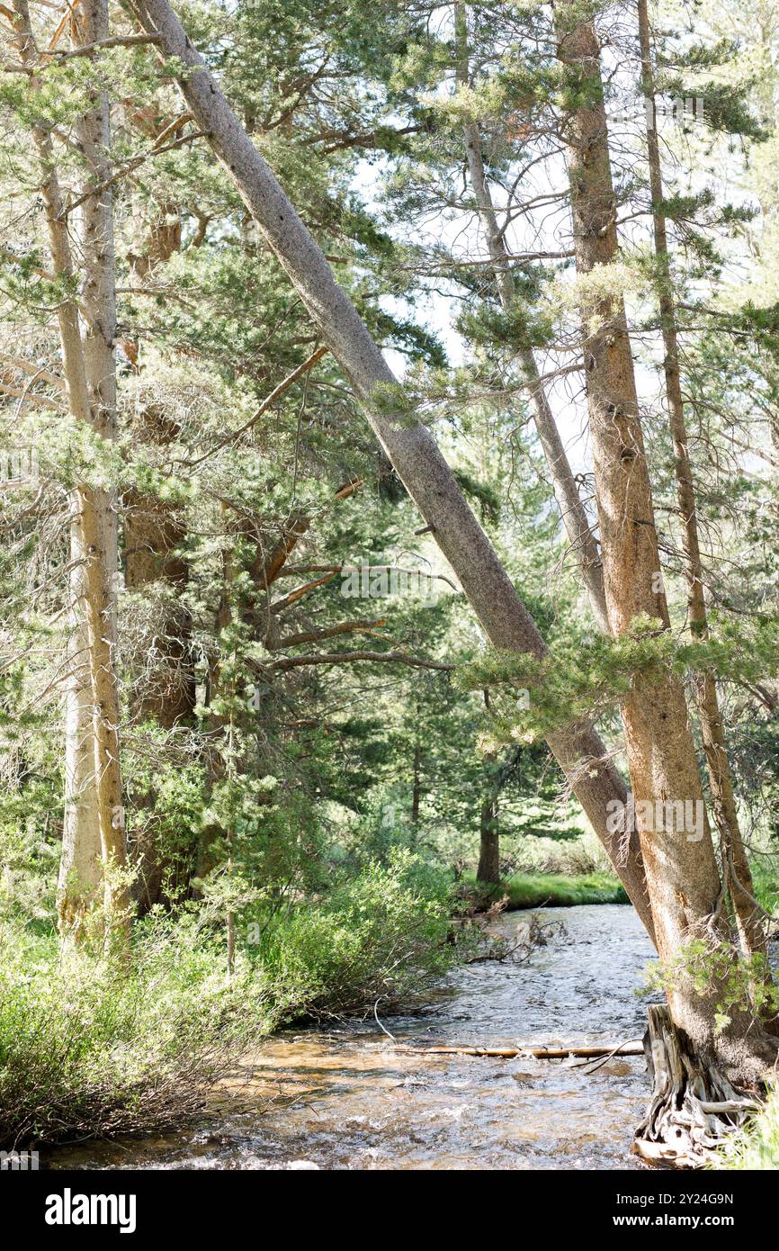 Forest stream flowing through hi-res stock photography and images - Alamy