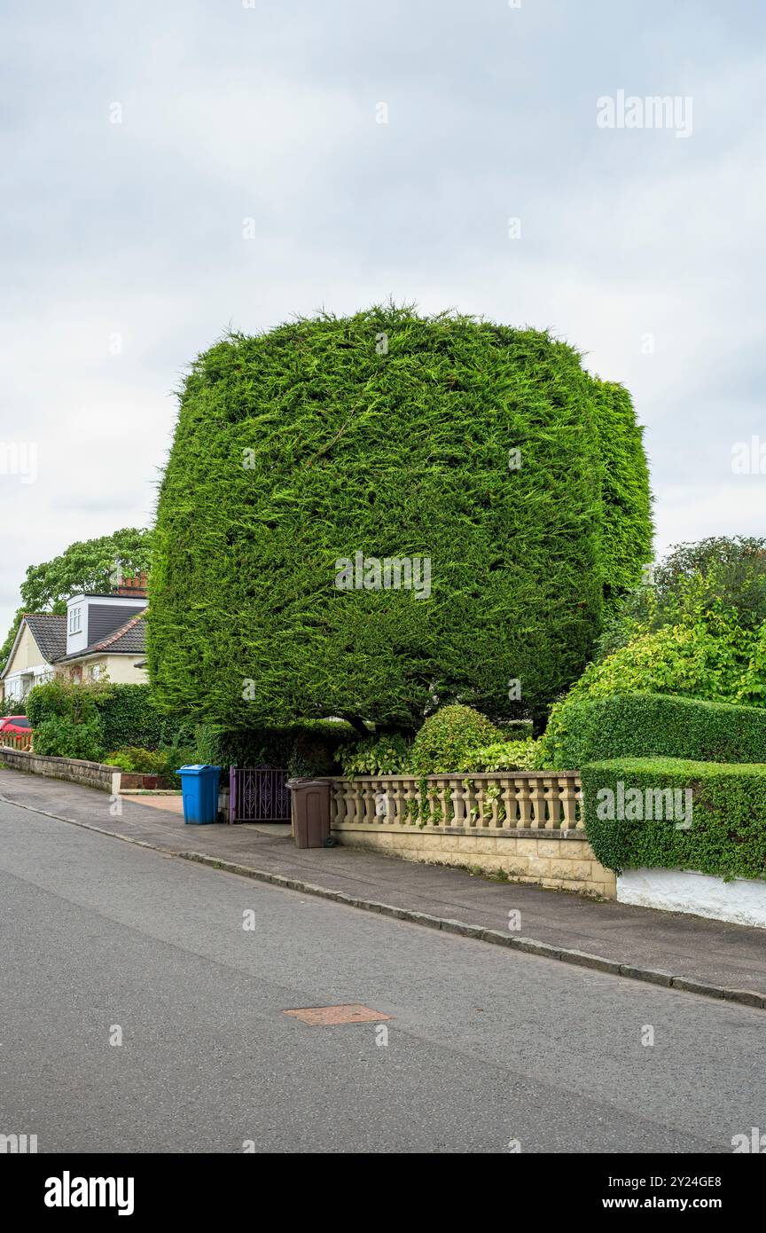 Leylandii tree hi-res stock photography and images - Alamy