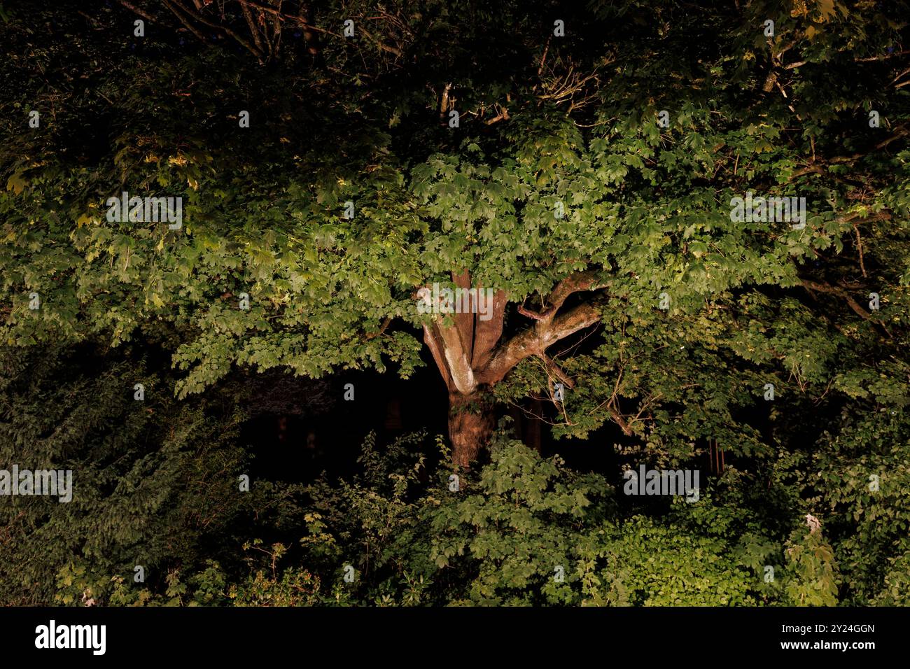 maple tree at night in a public park in Wetter on the river Ruhr, the ...