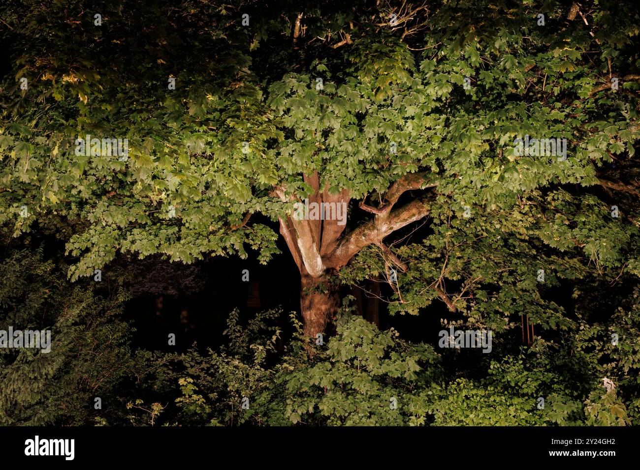 maple tree at night in a public park in Wetter on the river Ruhr, the ...