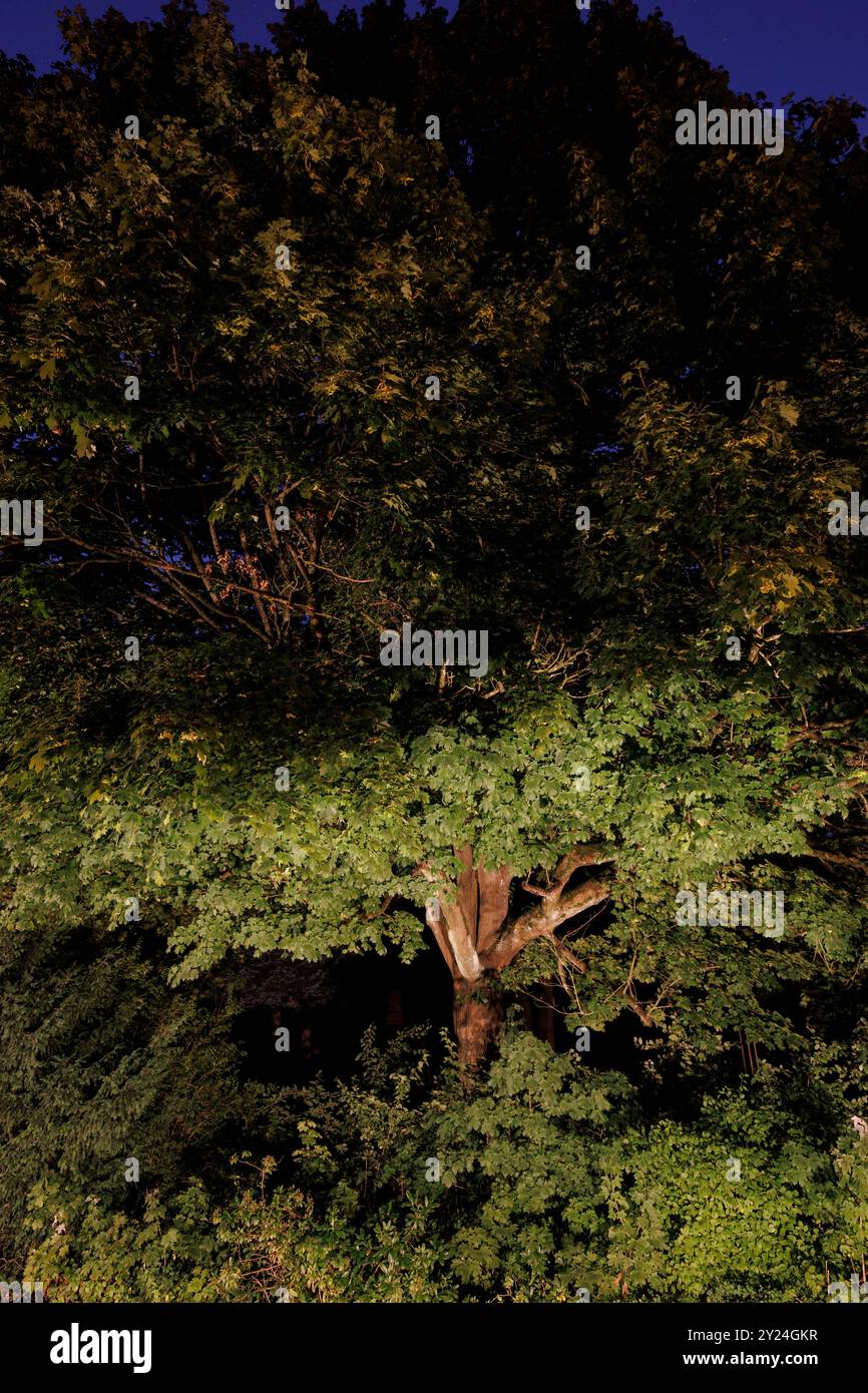 maple tree at night in a public park in Wetter on the river Ruhr, the ...