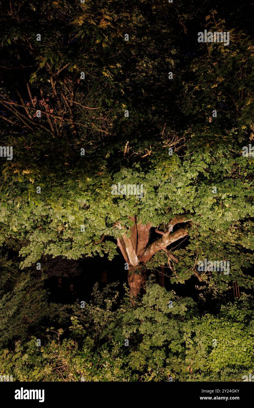 maple tree at night in a public park in Wetter on the river Ruhr, the ...
