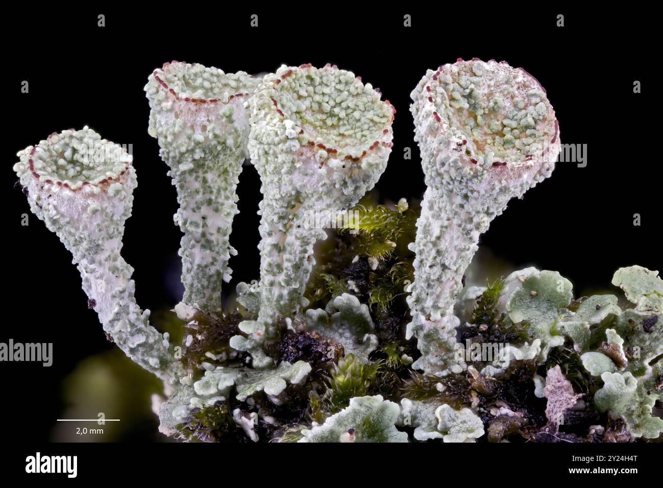 Grynrodbeger hi-res stock photography and images - Alamy