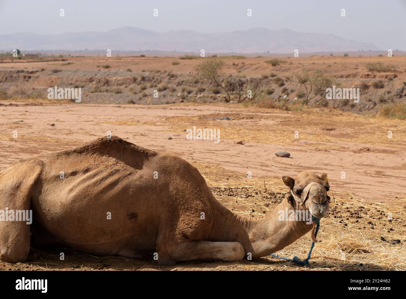 Fat filled hump acts as an energy reservoir hi-res stock photography ...