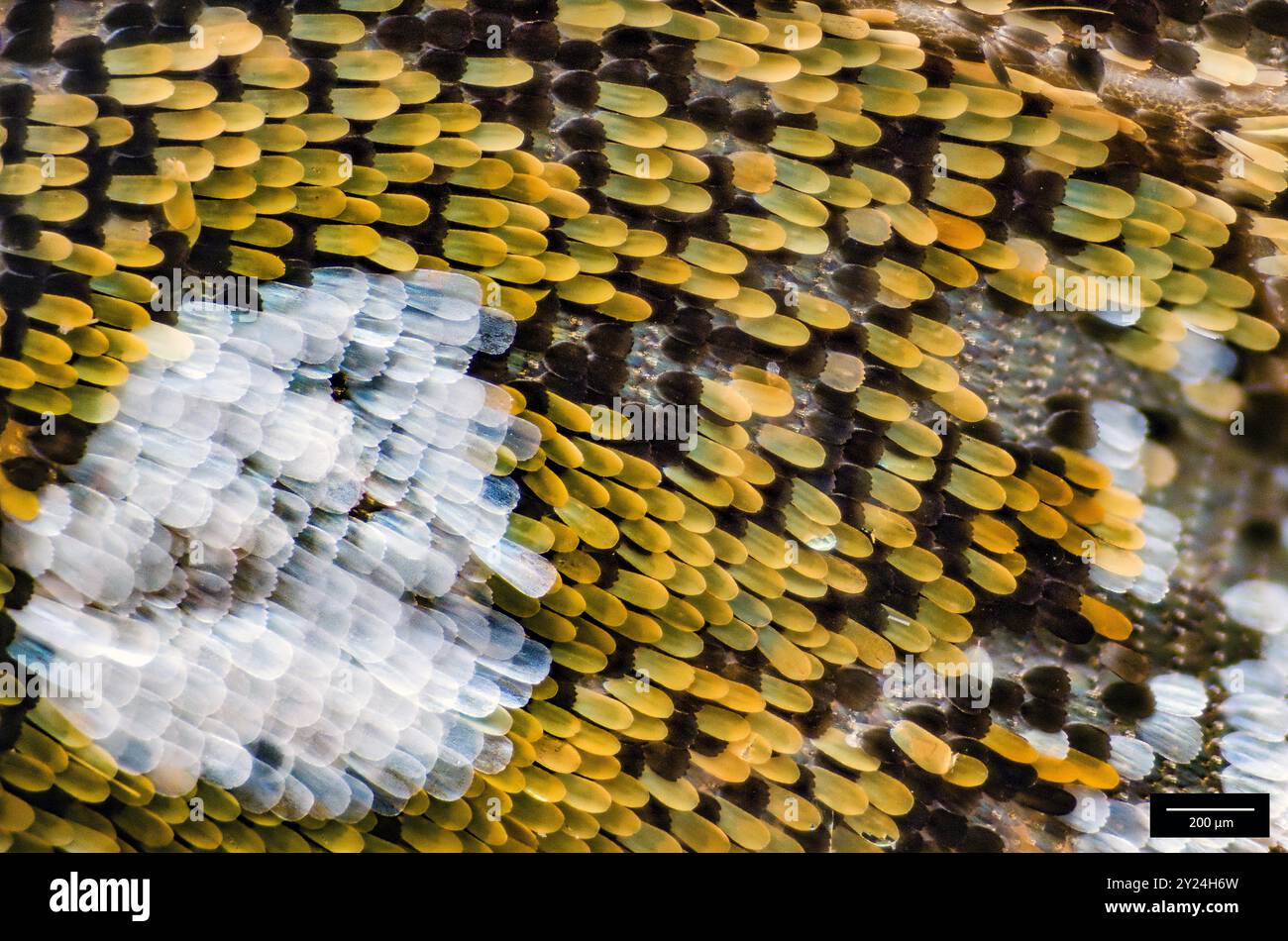 Ventral wing scales of the dark green fritillary (Argynnis aglaja) from ...