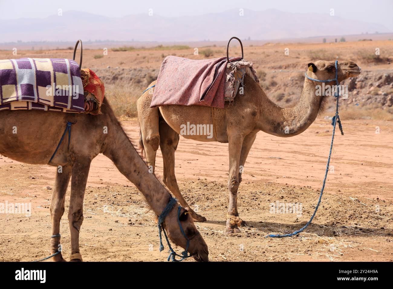 Nomadic camp with dromedaries and camel driver in the desert ...
