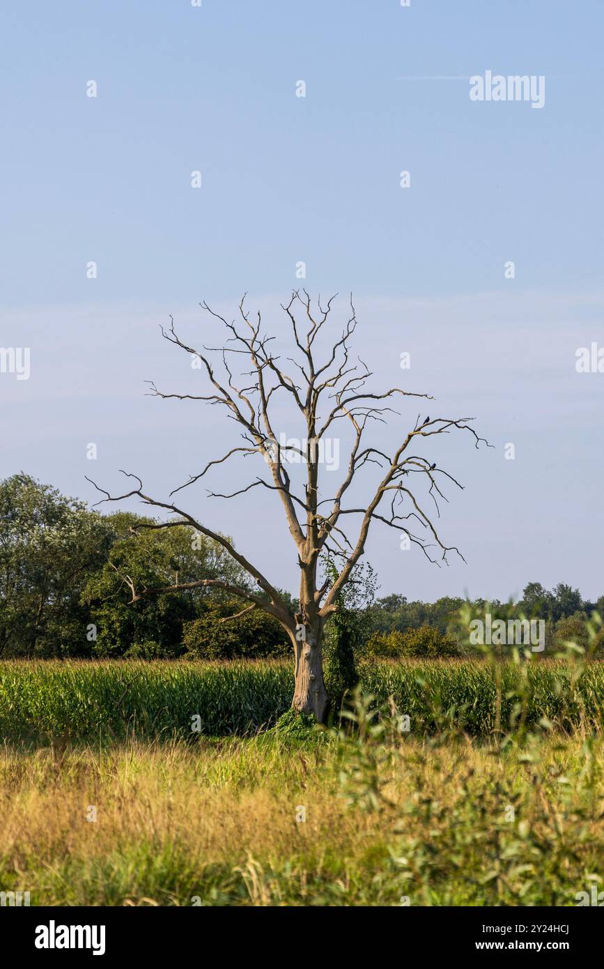 A solitary, leafless tree standing tall in a rural field under a clear ...