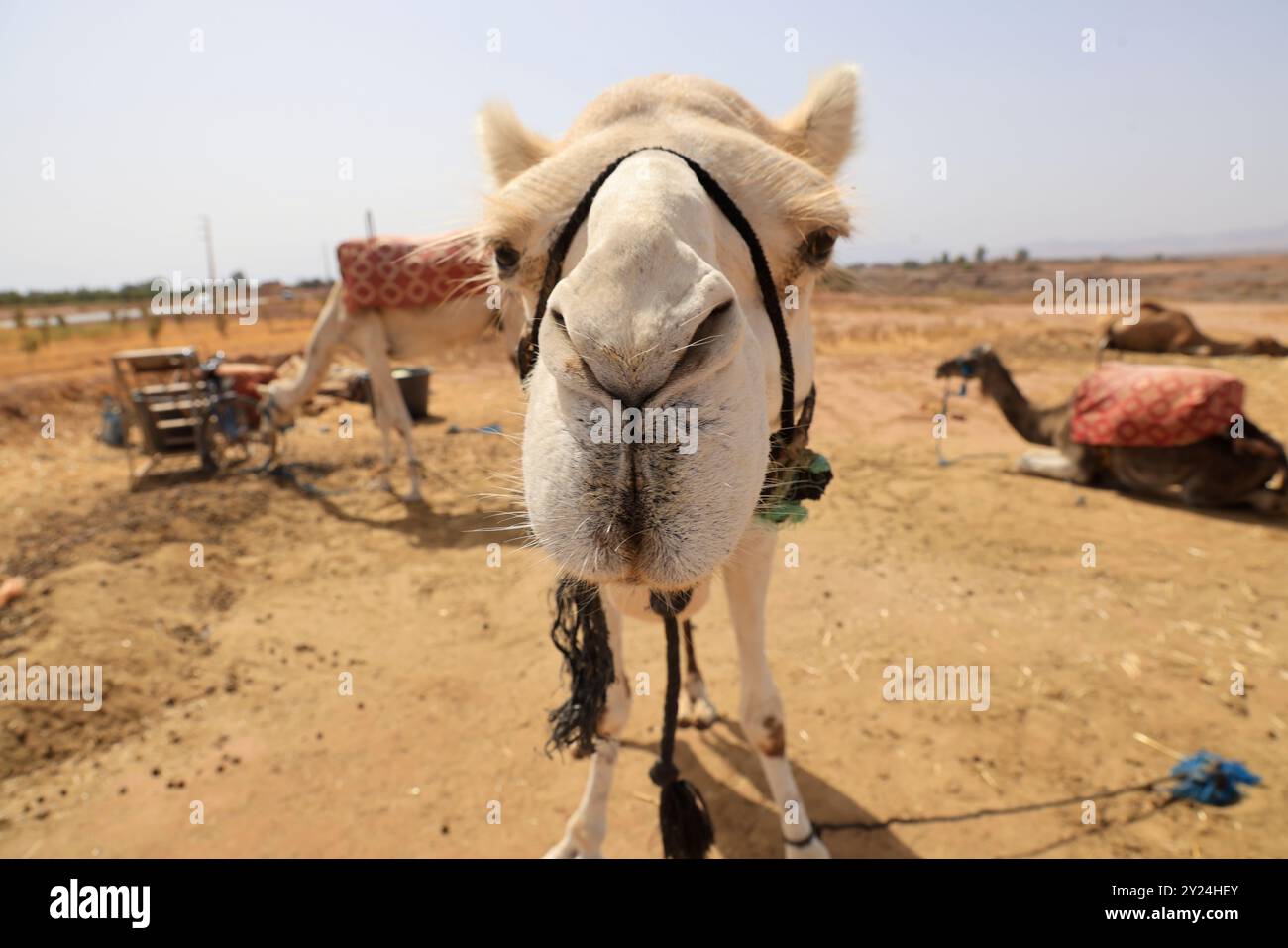 Nomadic camp with dromedaries and camel driver in the desert ...