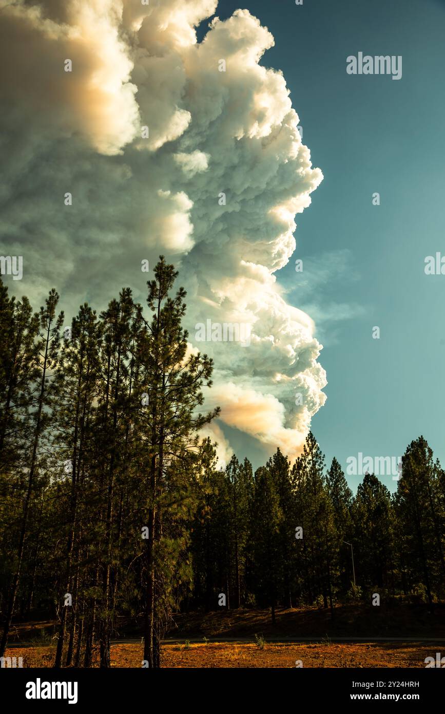Towering wildfire smoke cloud over pine trees and forest Stock Photo ...