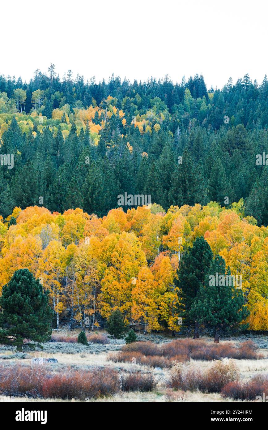 Forest of evergreens and vibrant autumn trees in a layered landscape ...