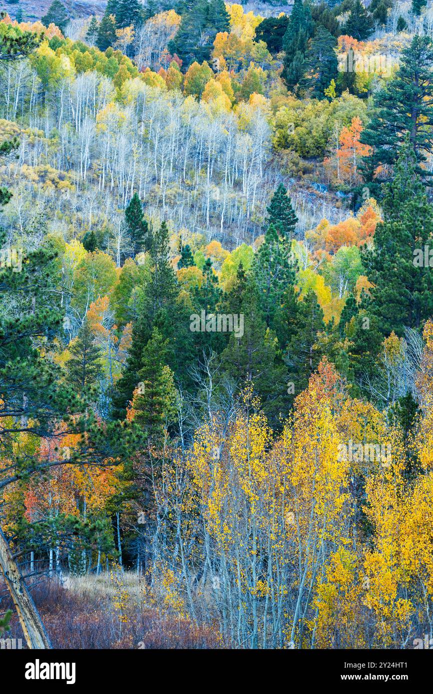 Layered forest hi-res stock photography and images - Alamy