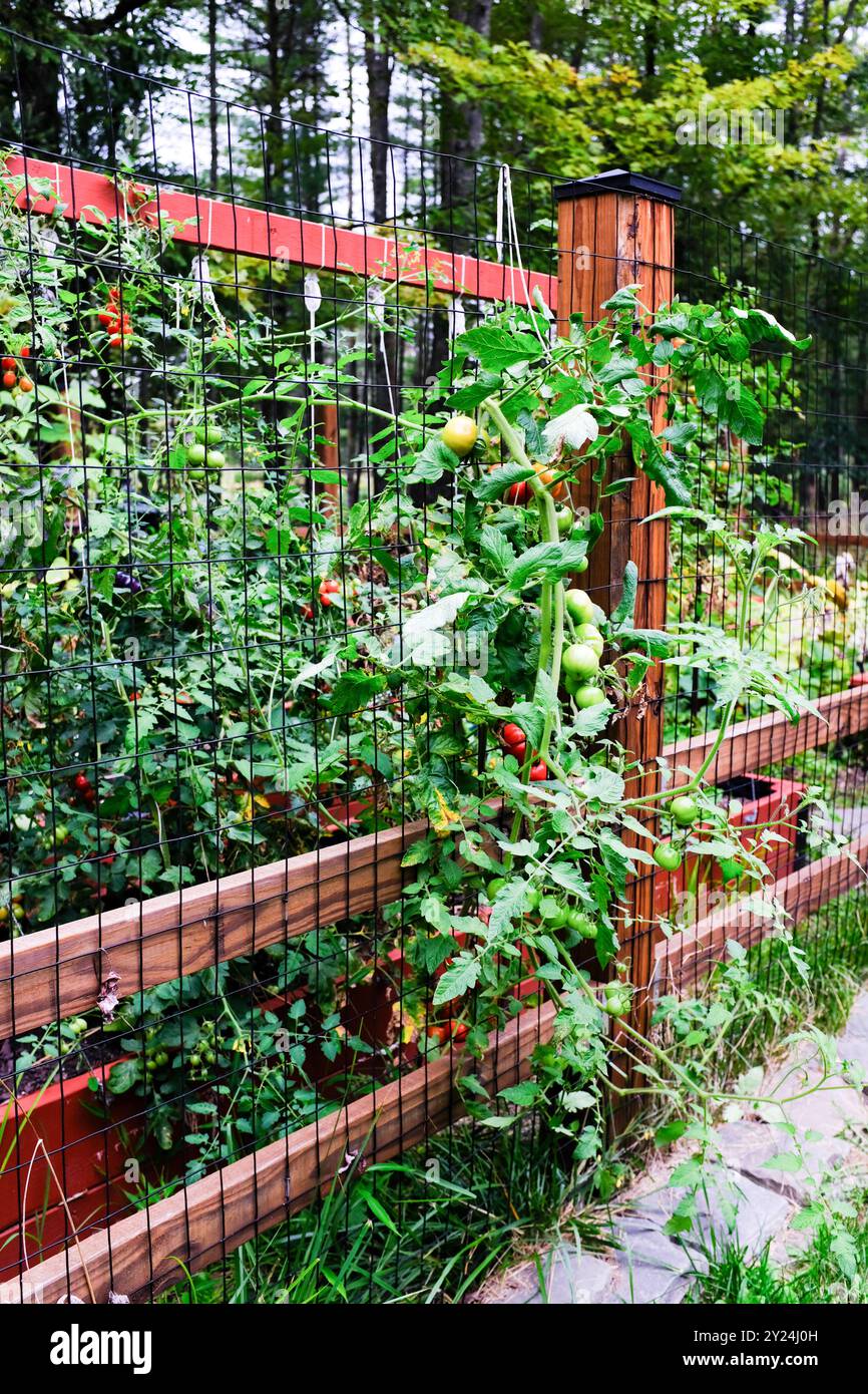 Tomato Plant Hangs on Metal Fence Outside of Garden Stock Photo - Alamy
