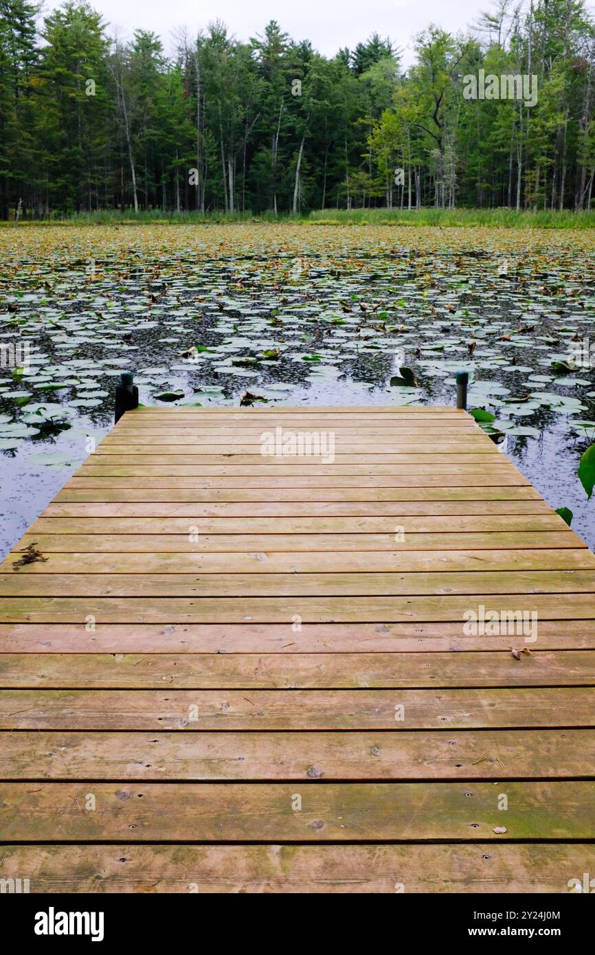 Wooden Dock On A Lily Pond Filled Lake in the Hudson Valley, New York ...