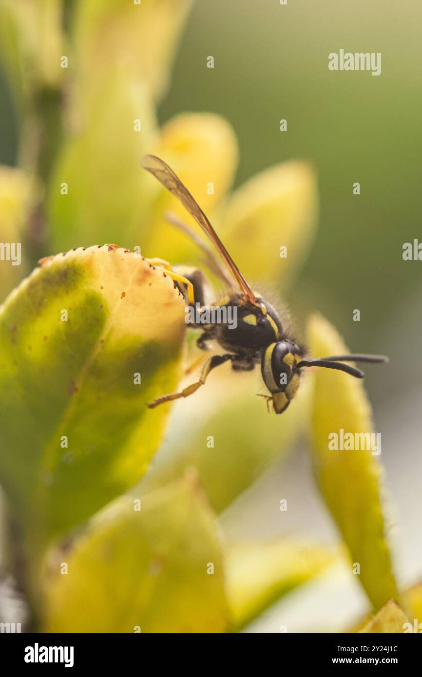 Yellow jacket wasp anatomy hi-res stock photography and images - Alamy