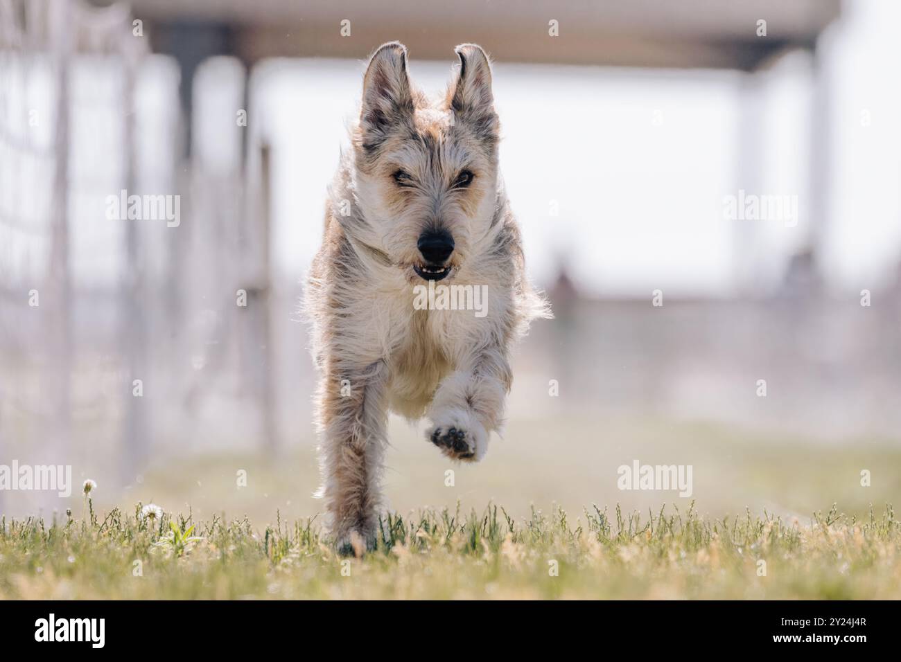 Chase berger hi-res stock photography and images - Alamy