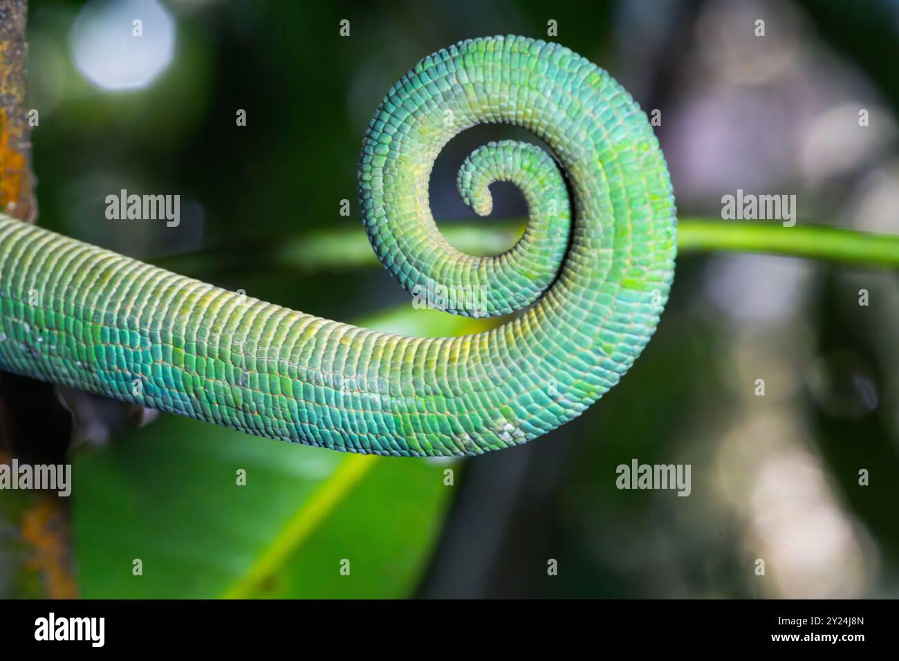 tail of a chameleon into the wild forest Stock Photo - Alamy