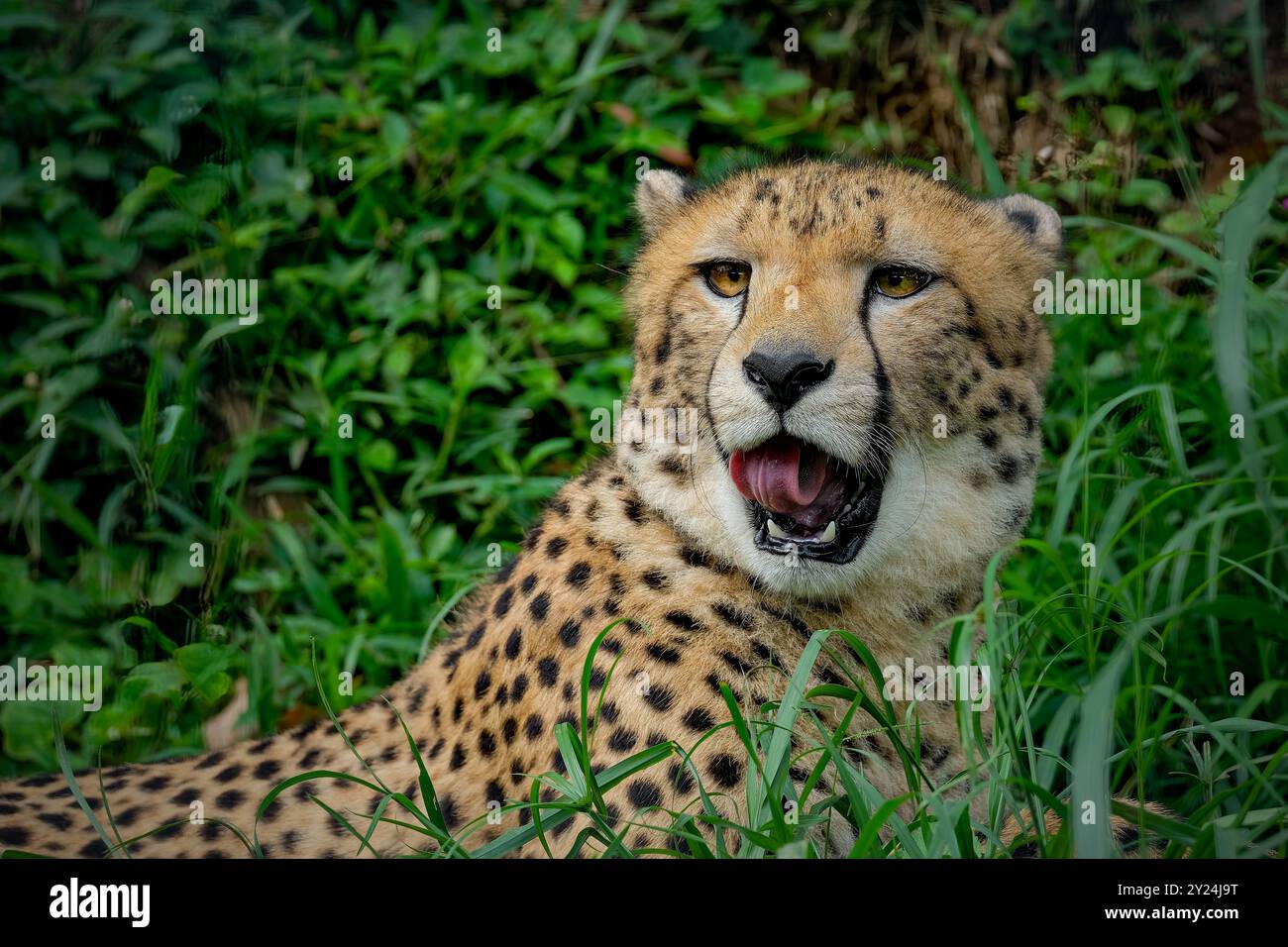 Cheetah head image hi-res stock photography and images - Alamy