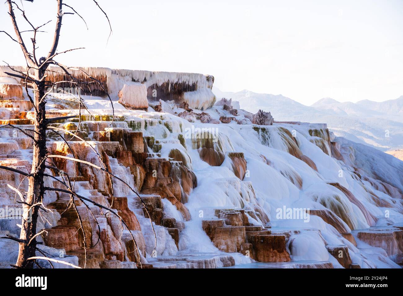 Mammoth Hot Springs’ terraces in Yellowstone, with a dried tree Stock ...