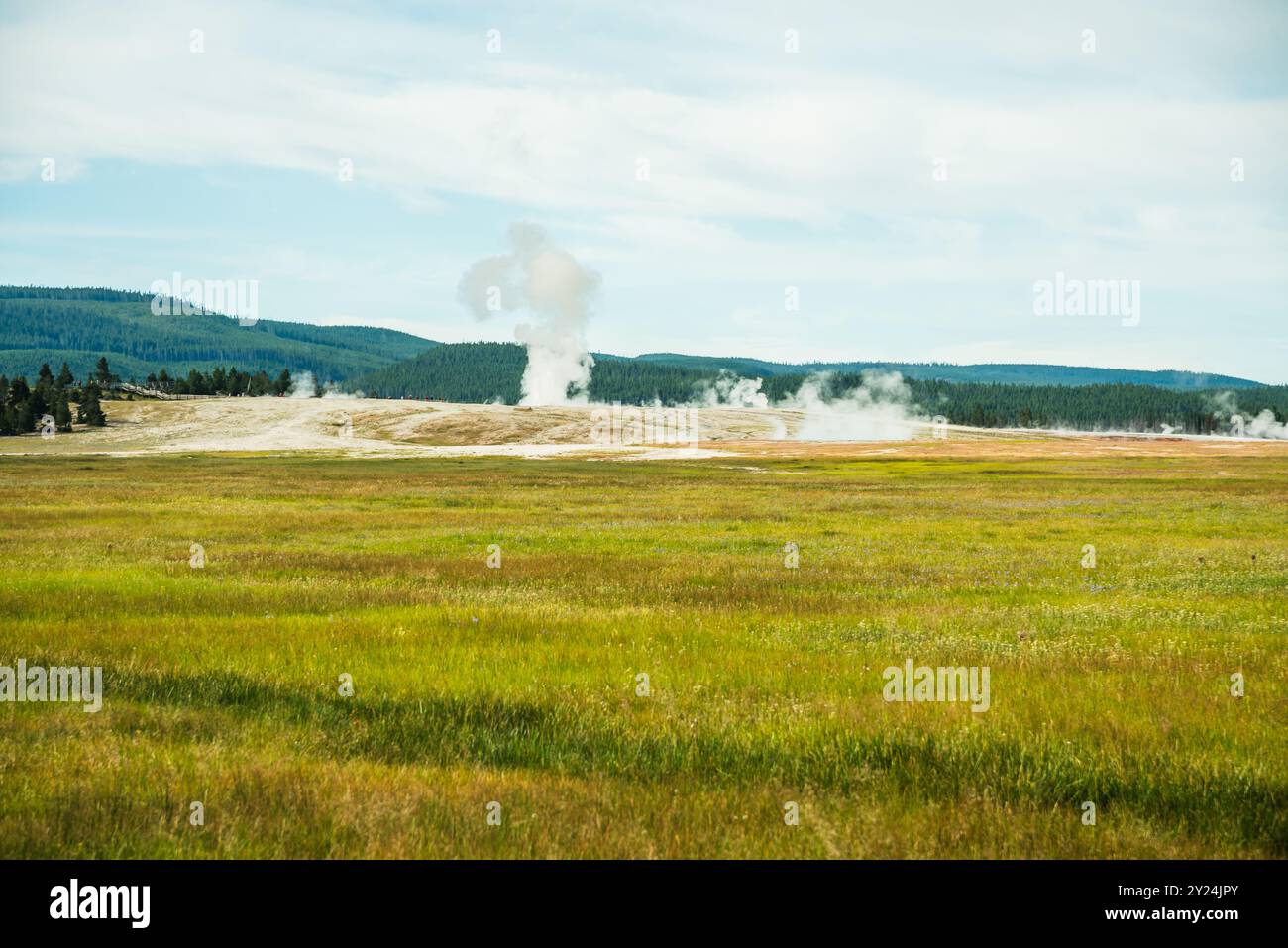 Old Faithful geyser erupting in Yellowstone’s grassy landscape Stock ...