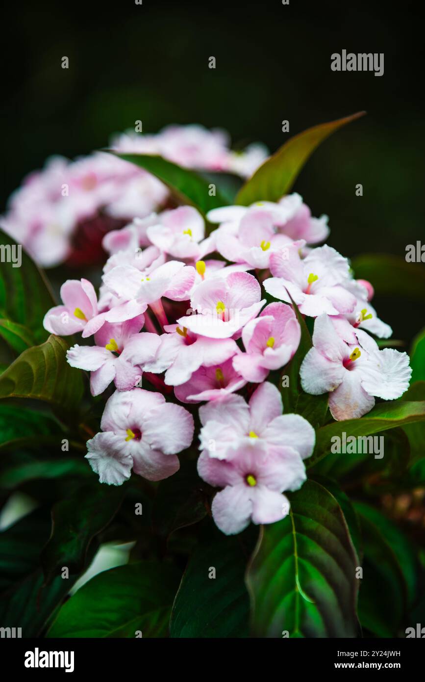 Cluster of soft pink flowers in bloom, surrounded by green leaves Stock ...
